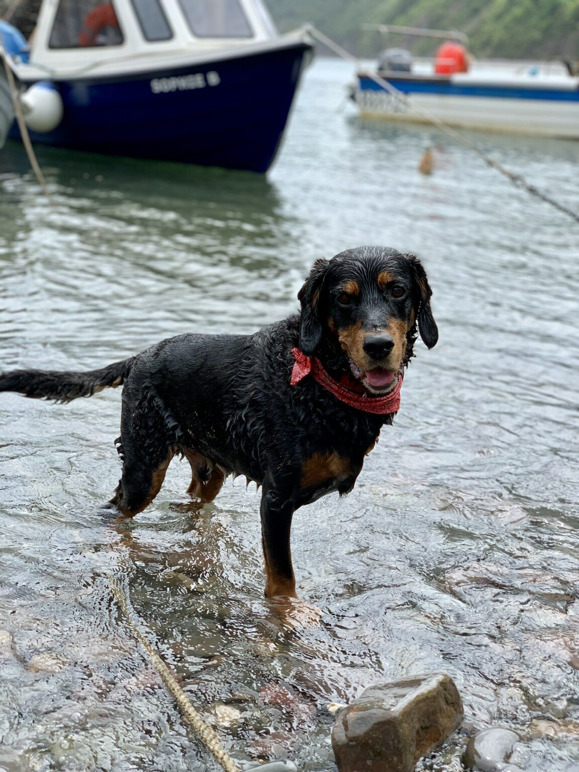 Paws 4 Trails – Mantrailing Introduction And Progression Training