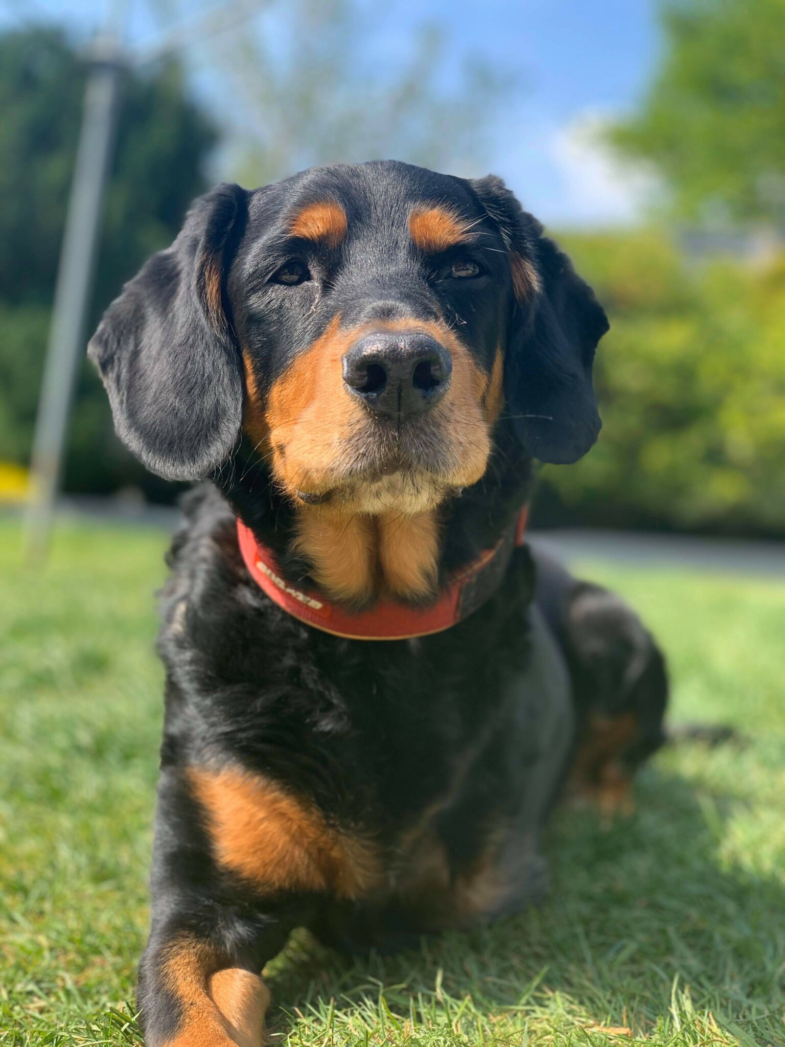 Paws 4 Trails – Mantrailing Introduction And Progression Training