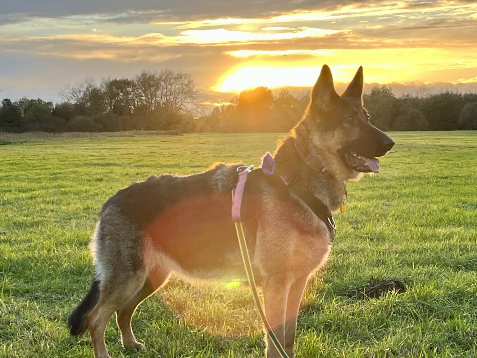 Paws 4 Trails – Mantrailing Introduction And Progression Training