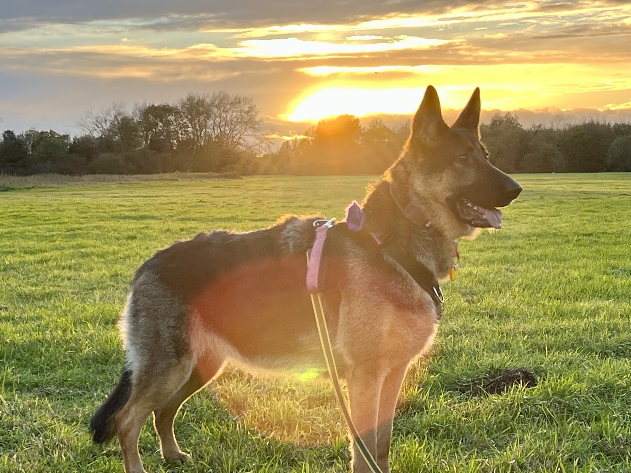 Paws 4 Trails – Mantrailing Introduction And Progression Training