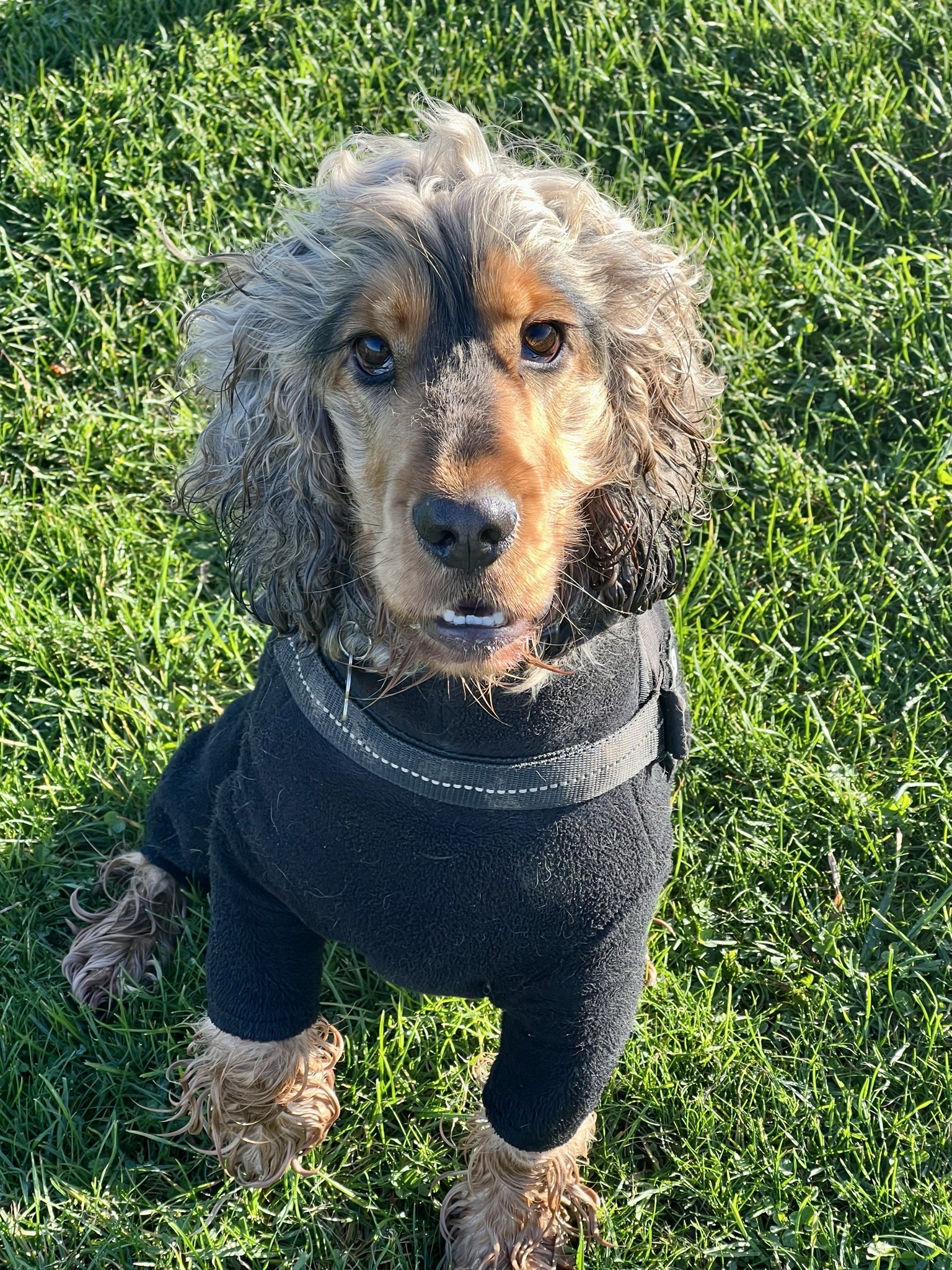 Paws 4 Trails – Mantrailing Introduction And Progression Training