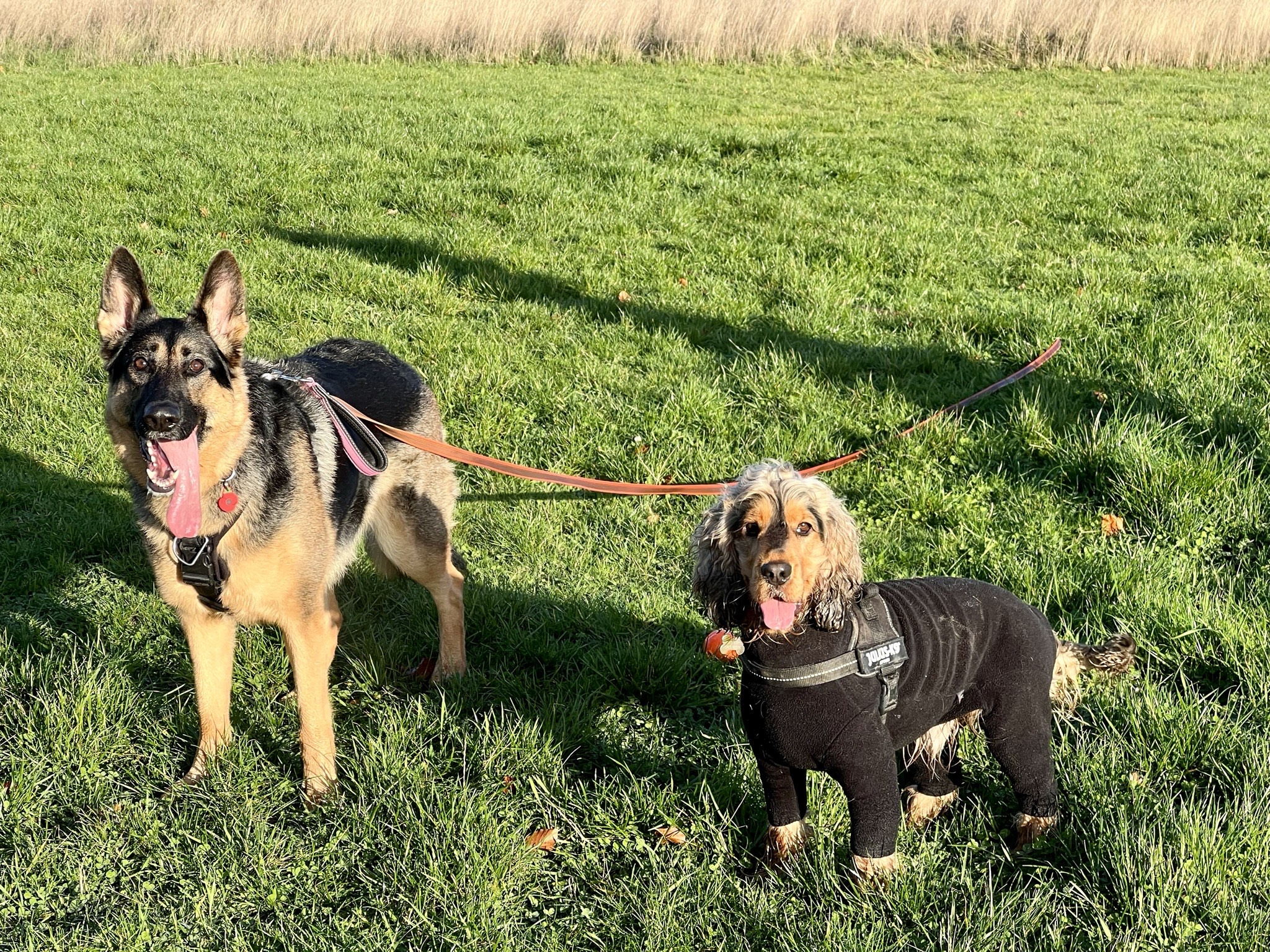 Paws 4 Trails – Mantrailing Introduction And Progression Training